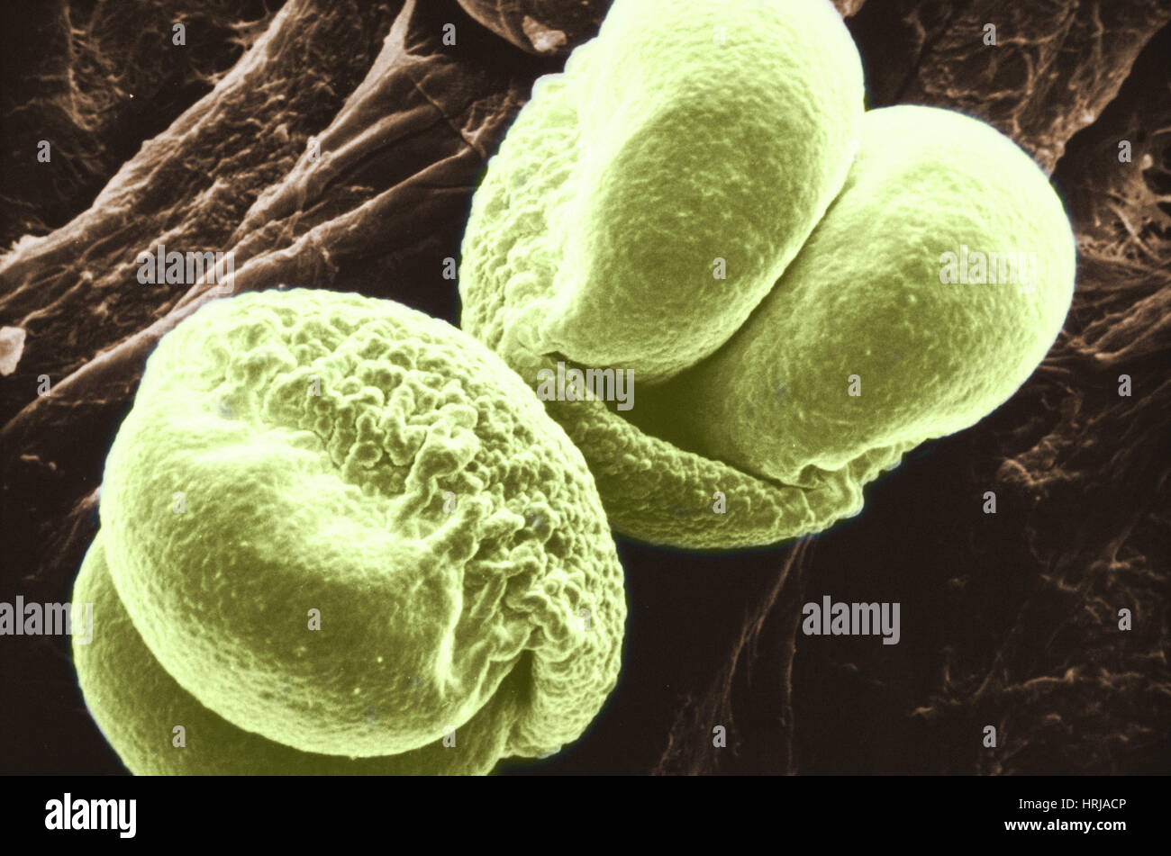 Pine Pollen, SEM Stock Photo - Alamy