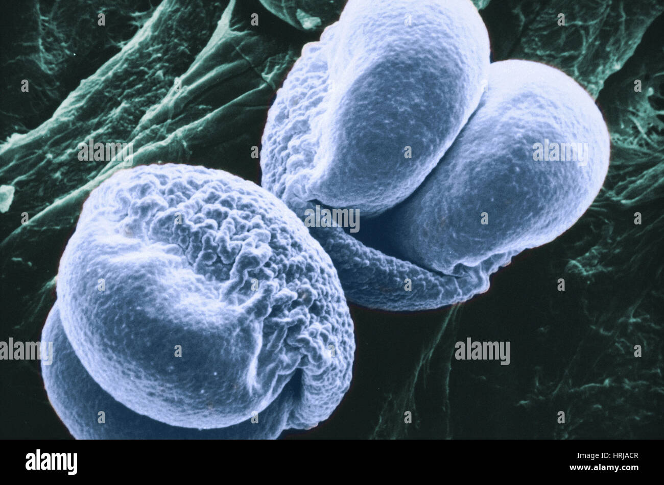 Pine Pollen, SEM Stock Photo - Alamy