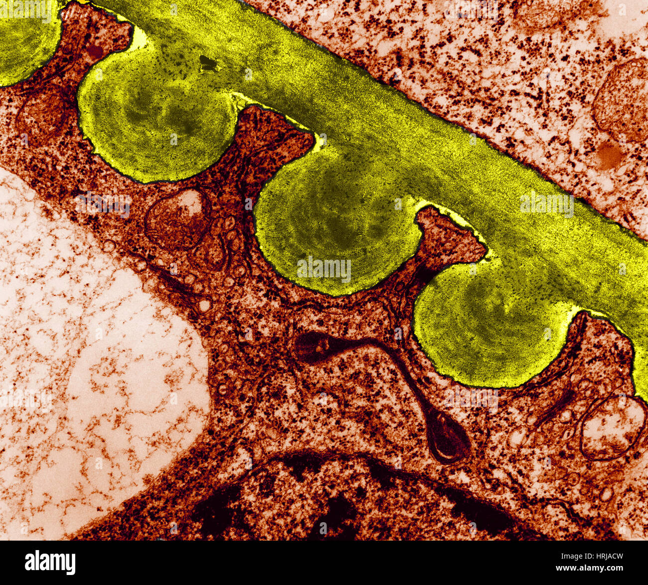 Tomato Chloroplast, TEM Stock Photo - Alamy