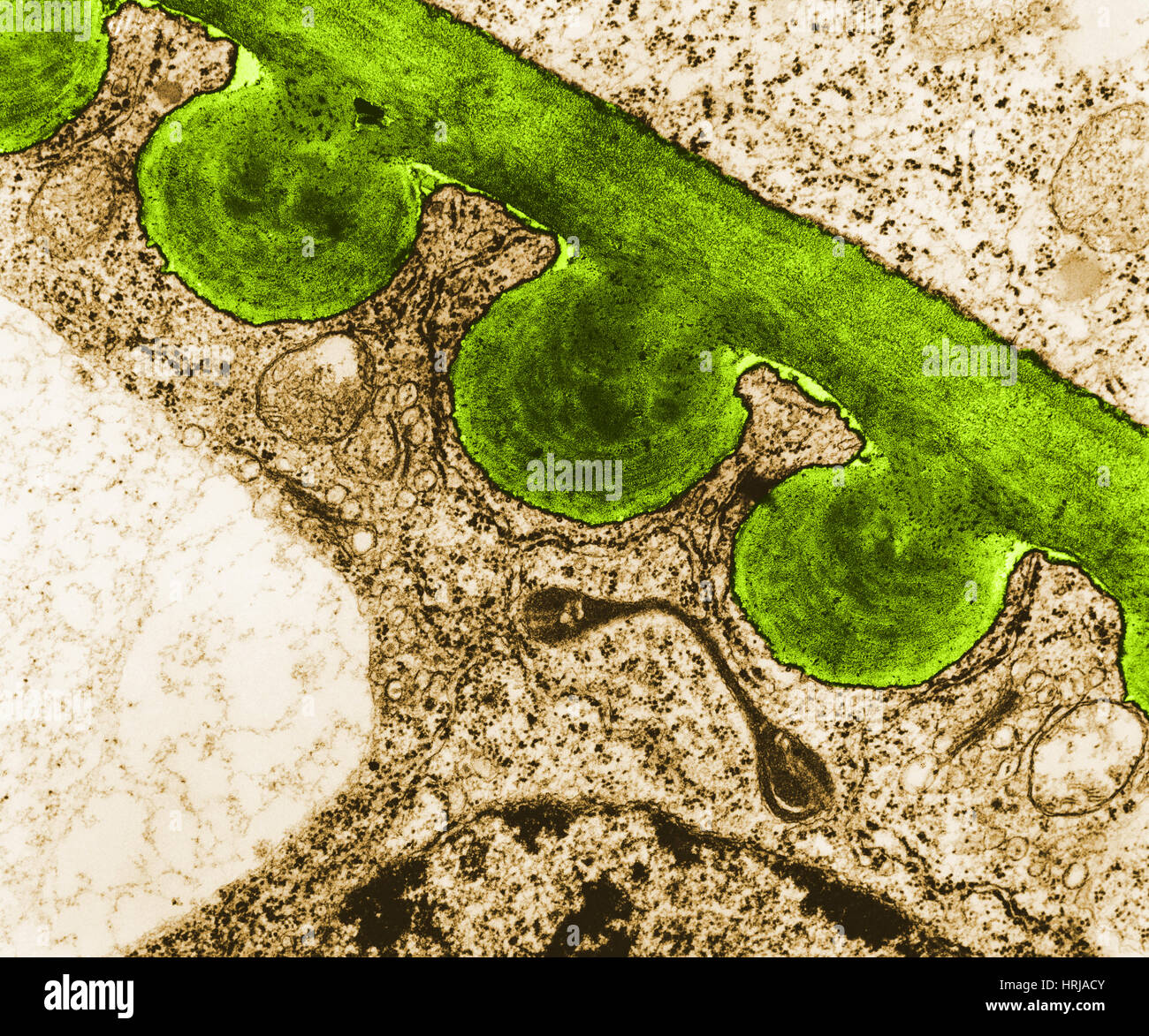 Chloroplast Micrograph High Resolution Stock Photography and Images - Alamy