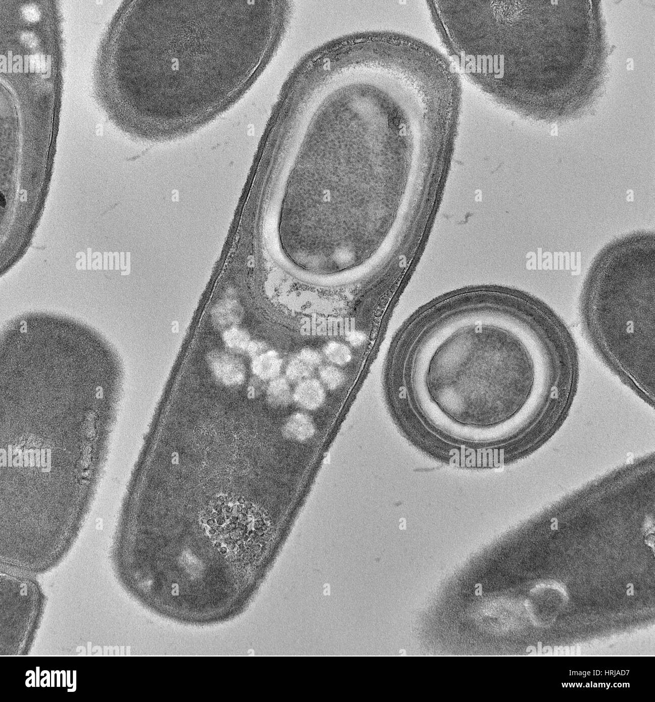 Bacillus Subtilis Under Microscope
