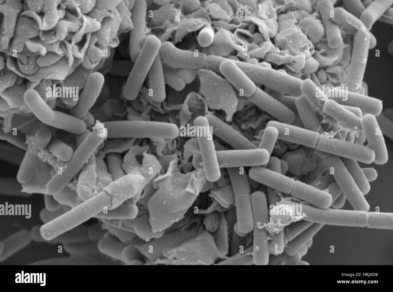 Escherichia coli (e coli) Black and White Stock Photos & Images - Alamy