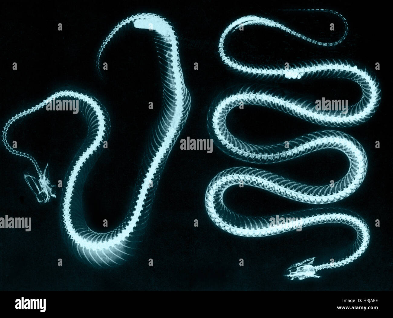 Snake Skeletons, X-ray Stock Photo - Alamy