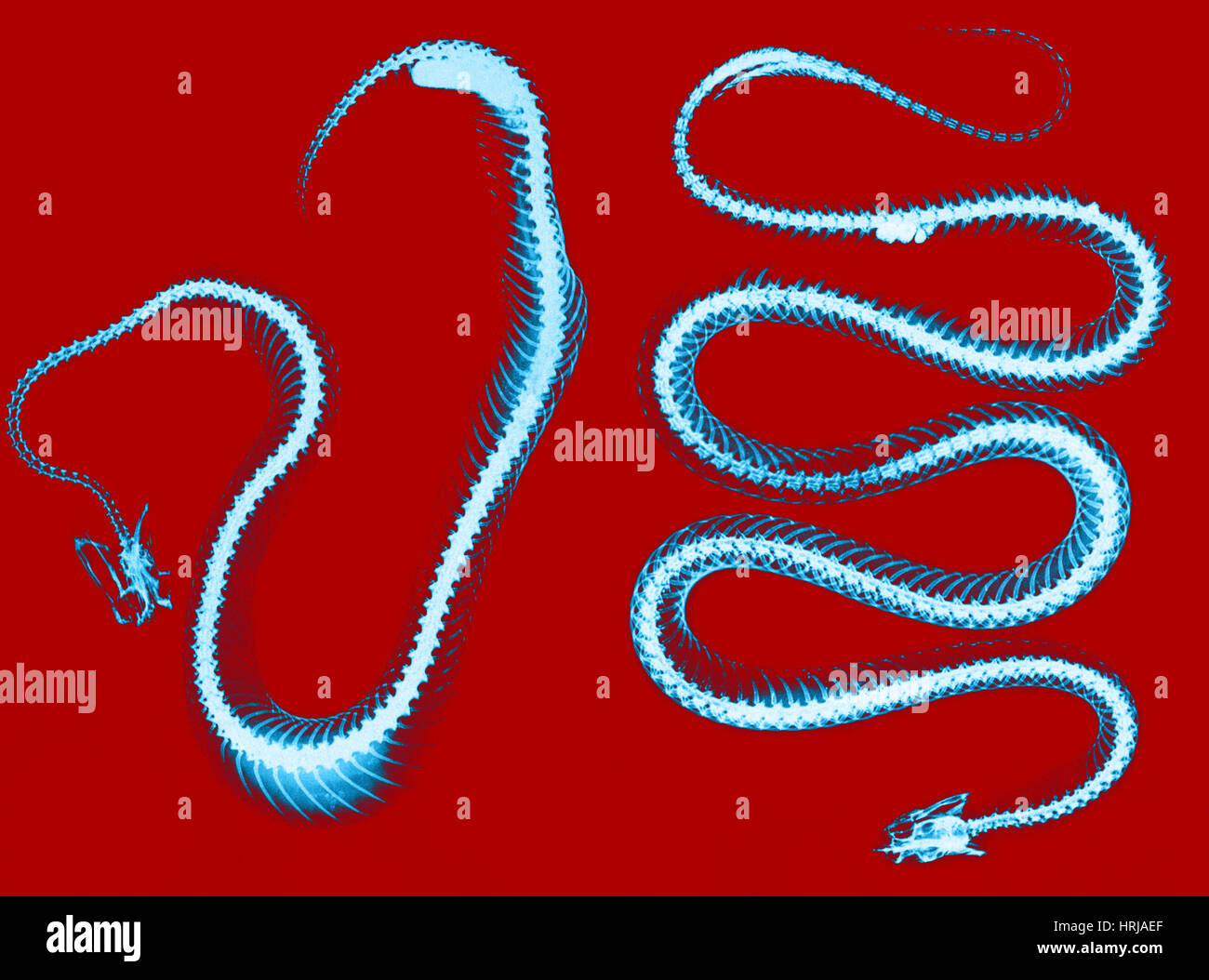 Snake Skeletons, X-ray Stock Photo - Alamy