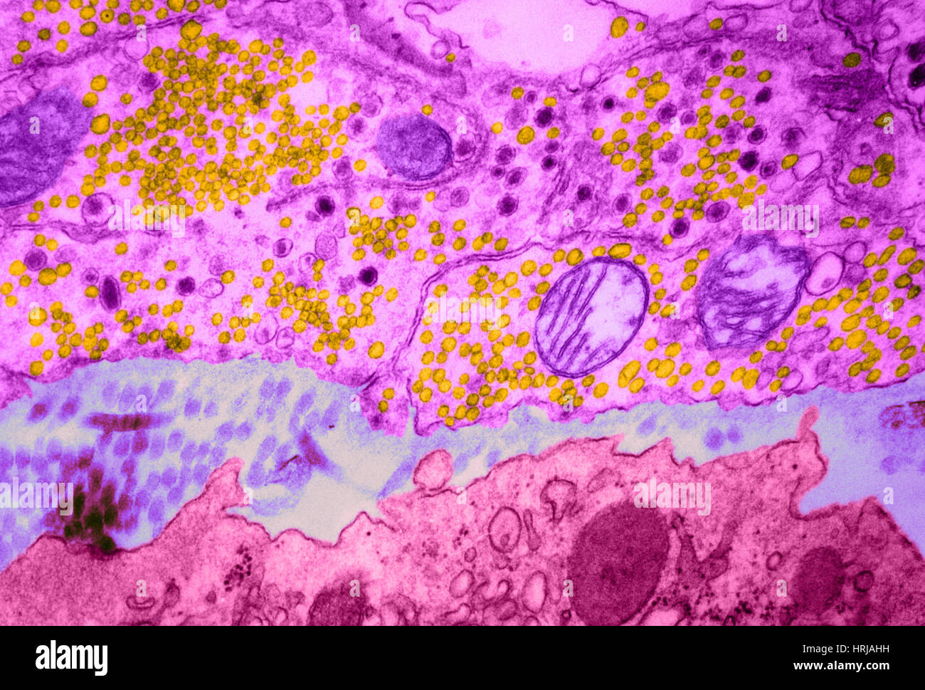 Nerve synapse tem hi-res stock photography and images - Alamy