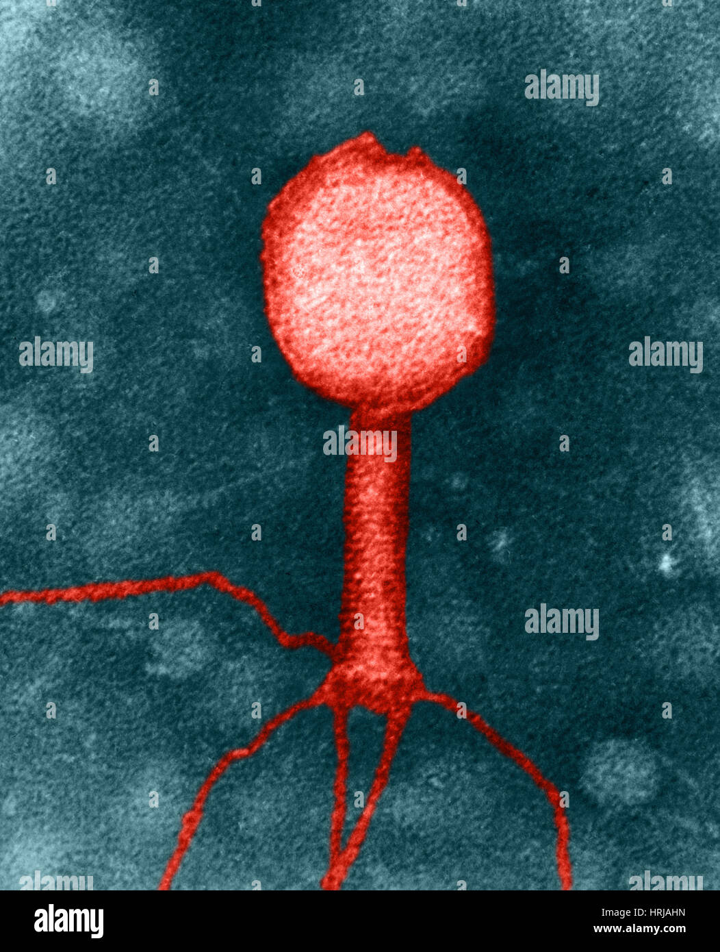 Bacteriophage t2 hi-res stock photography and images - Alamy