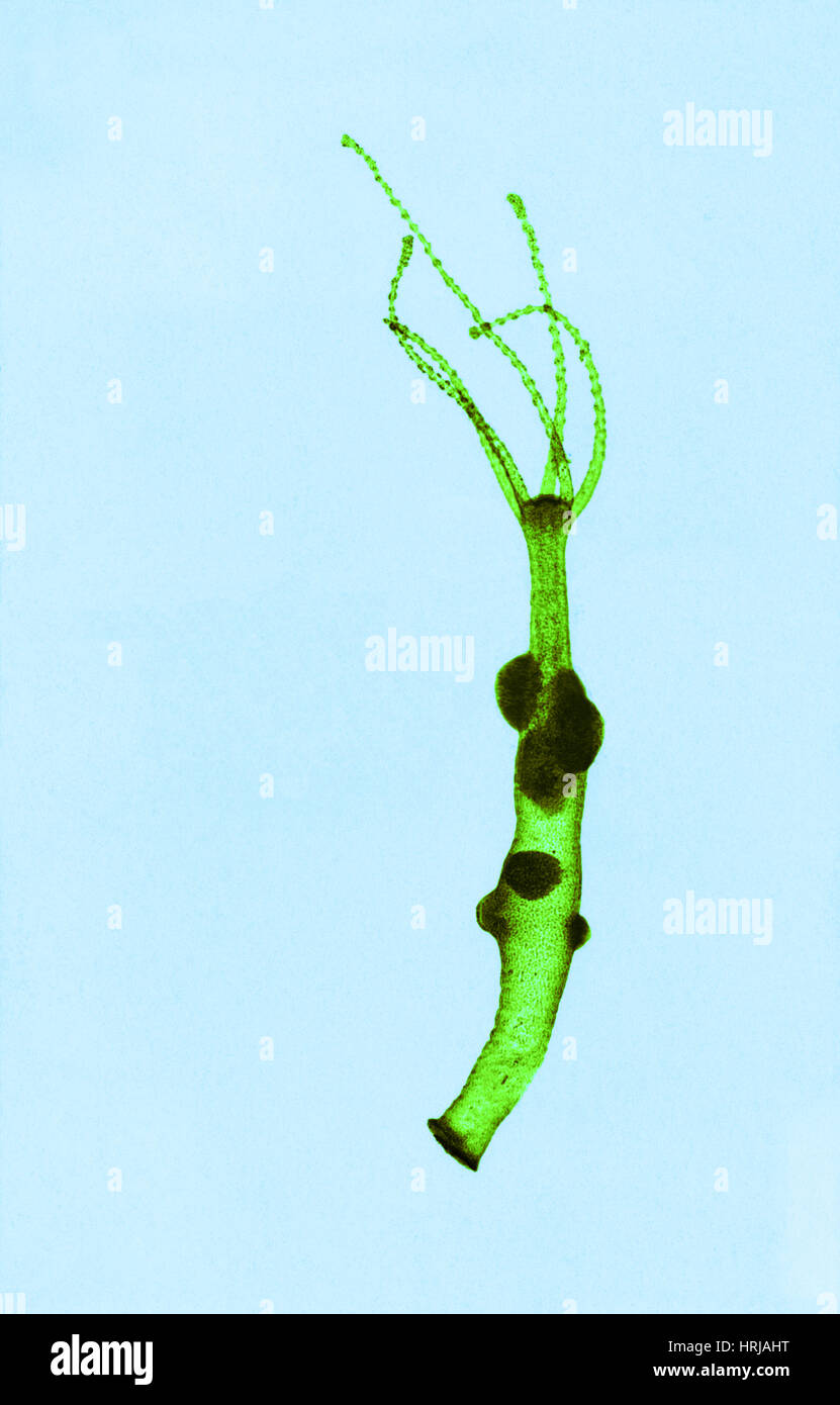 Light micrograph of sperm hi-res stock photography and images - Alamy