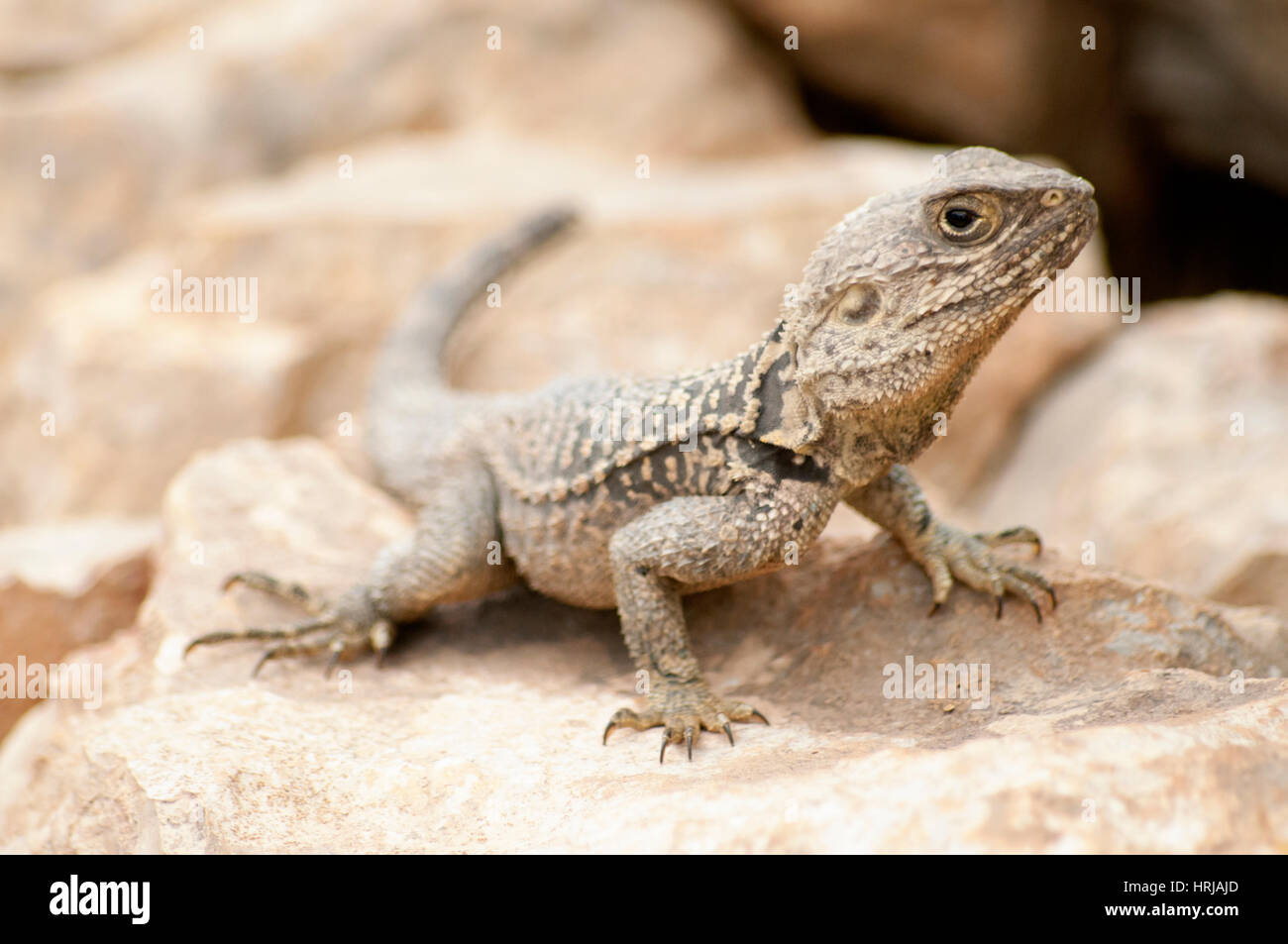 Lizard on a rock hi-res stock photography and images - Alamy