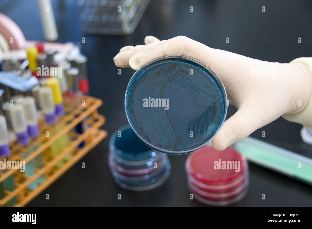 FDA Microbiologist Tests for Salmonella Stock Photo - Alamy