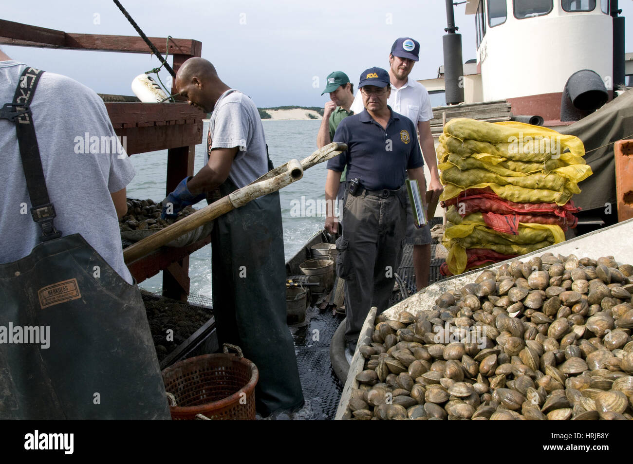 FDA Specialist, Safe Shellfish Stock Photo - Alamy