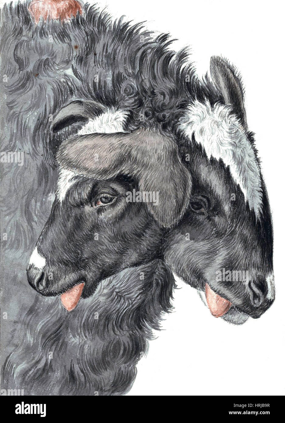 Bicephalism hi-res stock photography and images - Alamy