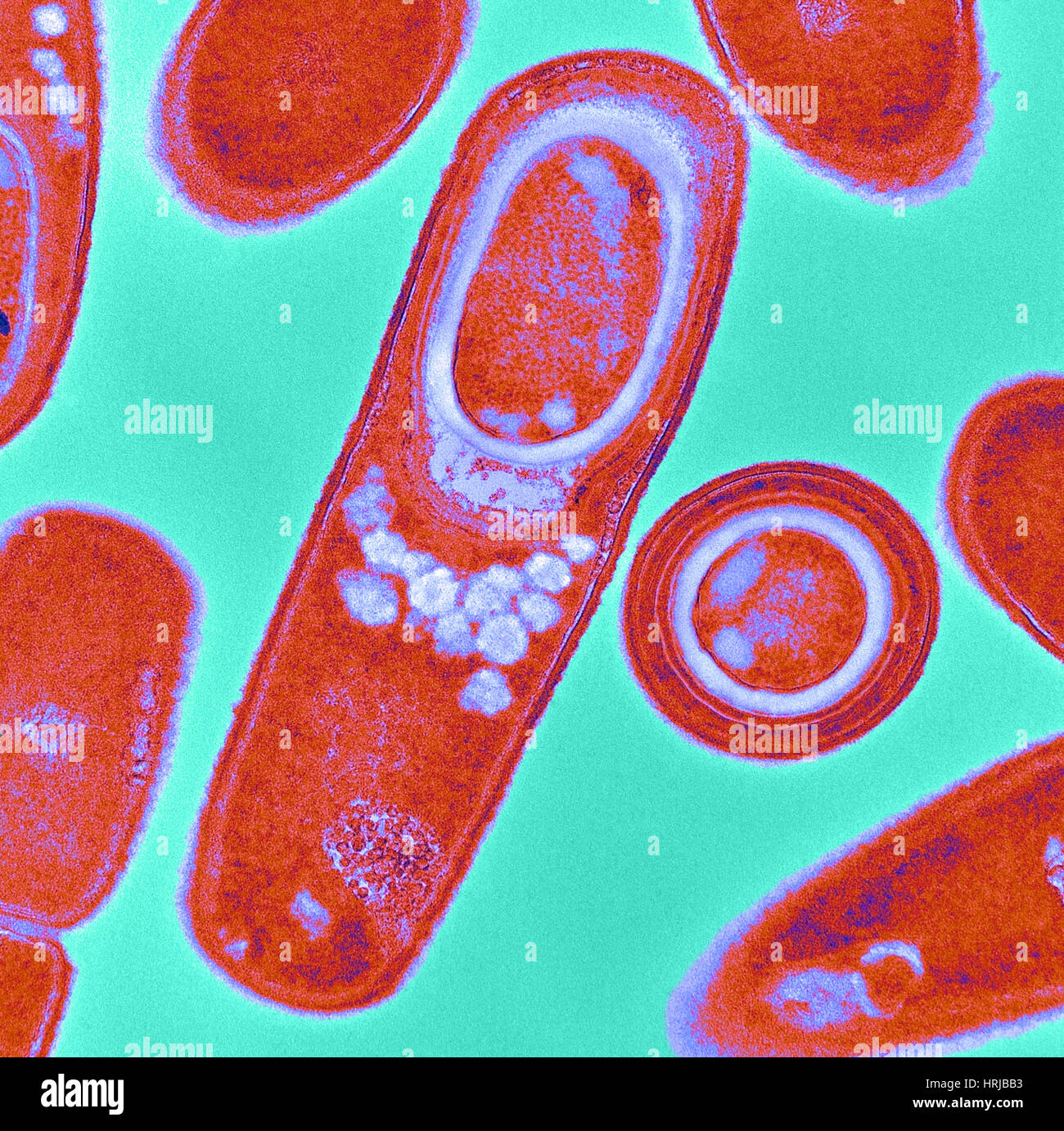 Bacillus subtilis (TEM Stock Photo - Alamy