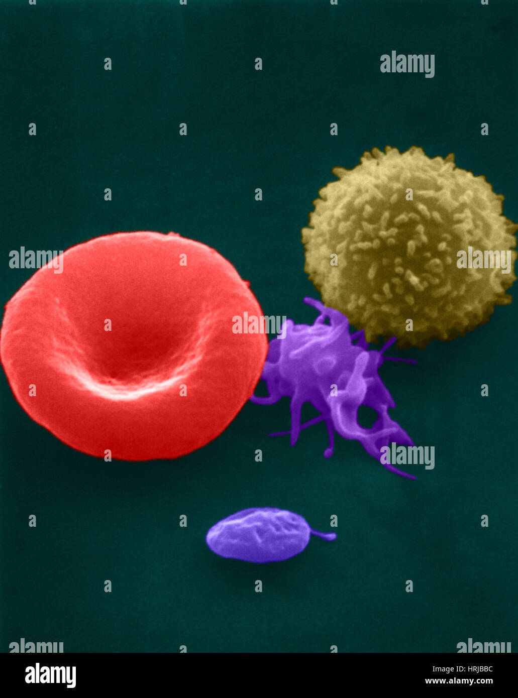 Erythrocyte, Lymphocyte and Platelets (SEM Stock Photo - Alamy