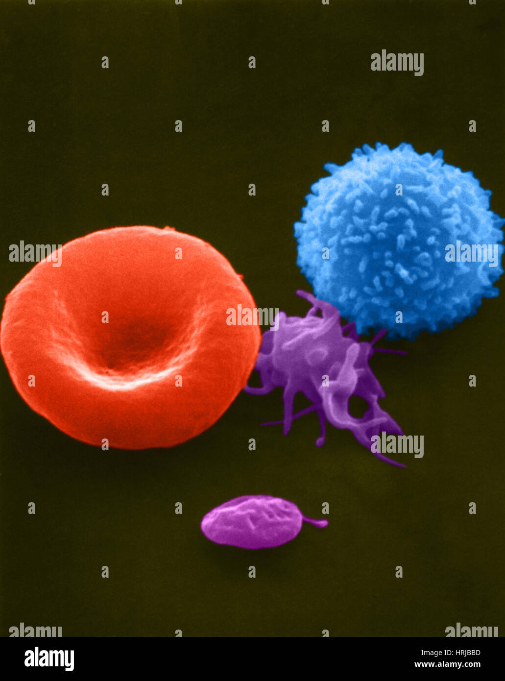 Erythrocyte, Lymphocyte and Platelets (SEM Stock Photo - Alamy