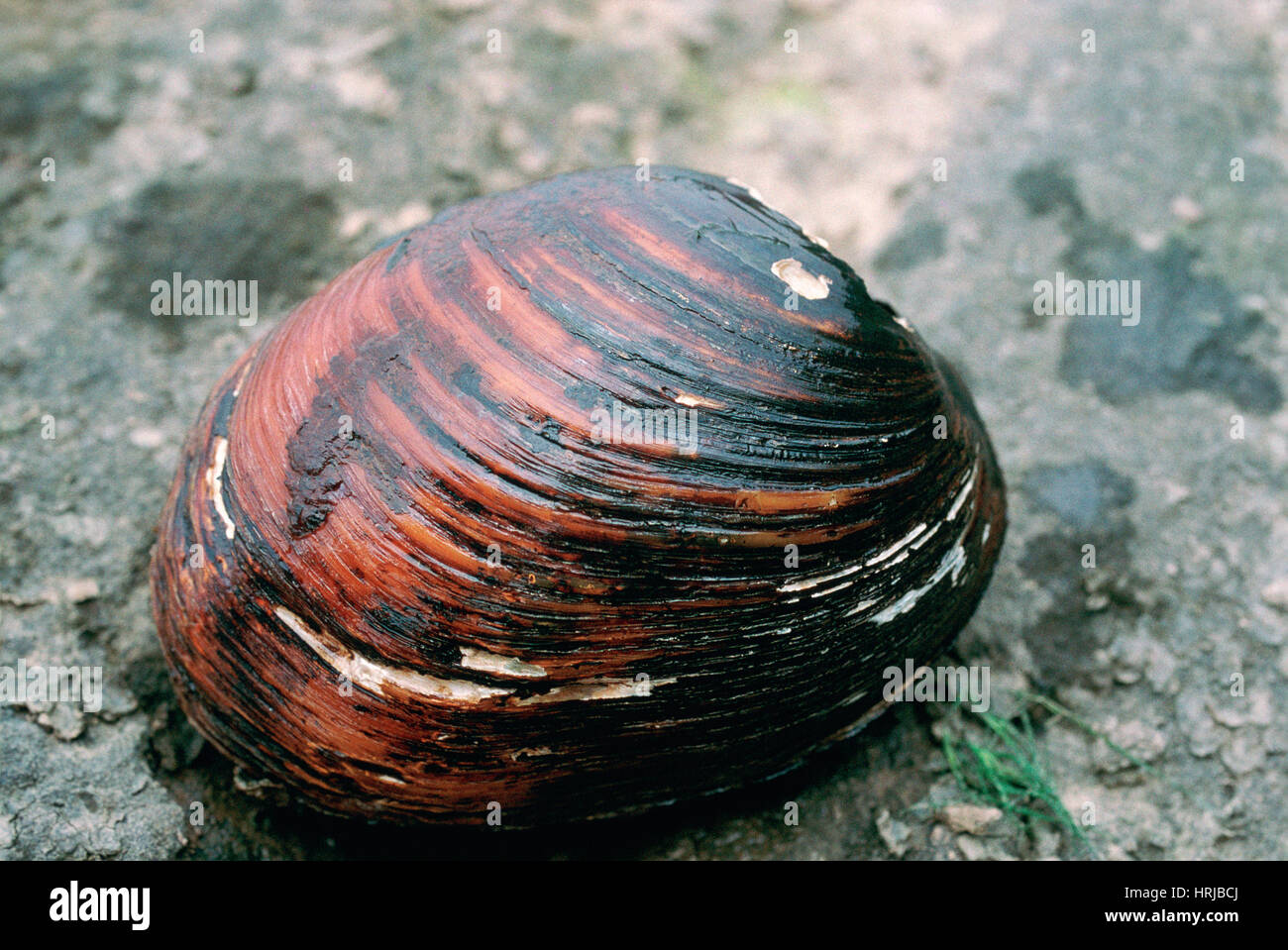 Pink Mucket Pearly Mussel Stock Photo - Alamy