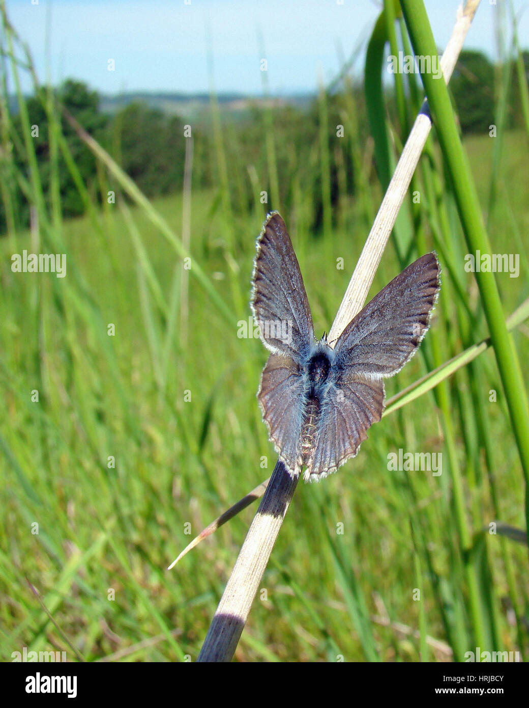 Fenders Blue Butterfly High Resolution Stock Photography and Images - Alamy