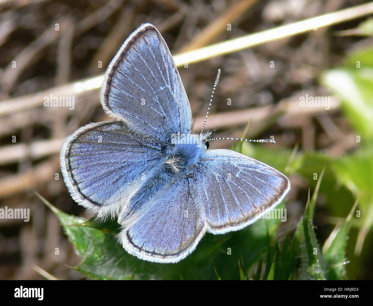 Mission blue butterfly icaricia icarioides missionensis hi-res stock ...