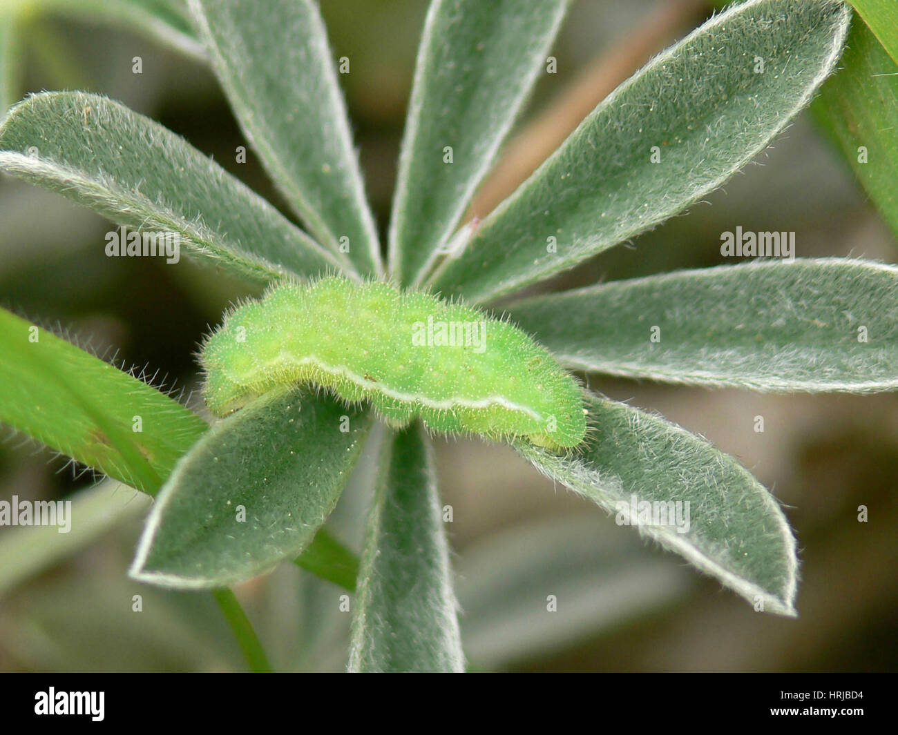Mission Blue Butterfly Larva Stock Photo - Alamy
