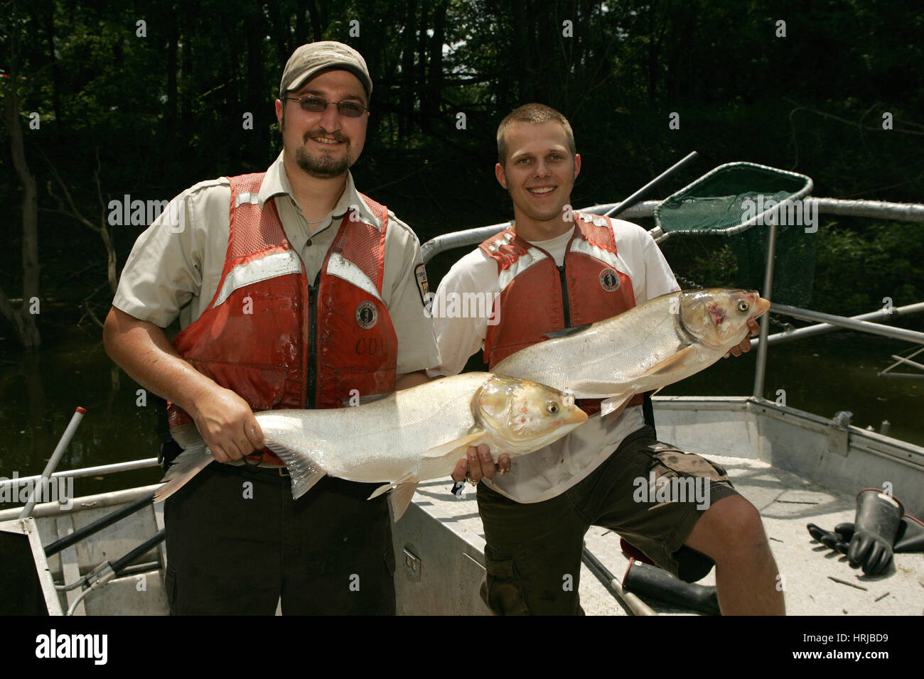 Invasive species asian carp hi-res stock photography and images - Alamy