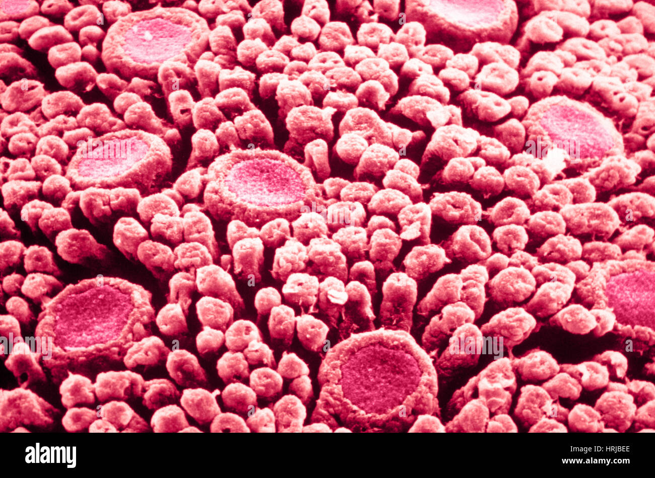 Tastebuds Stock Photo - Alamy