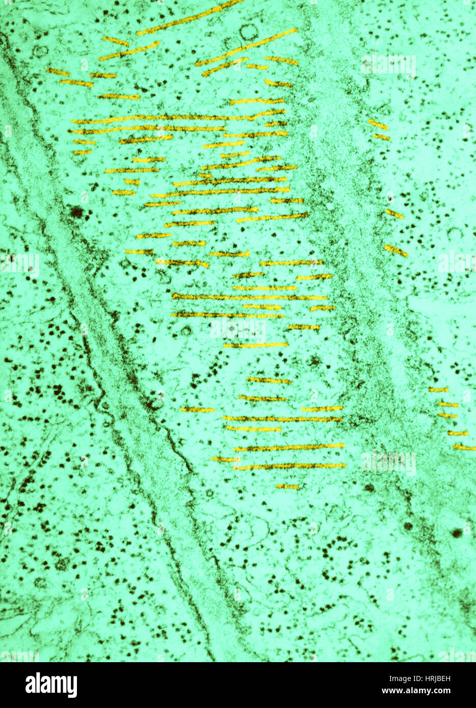 Microtubules in Plant Cell Stock Photo - Alamy