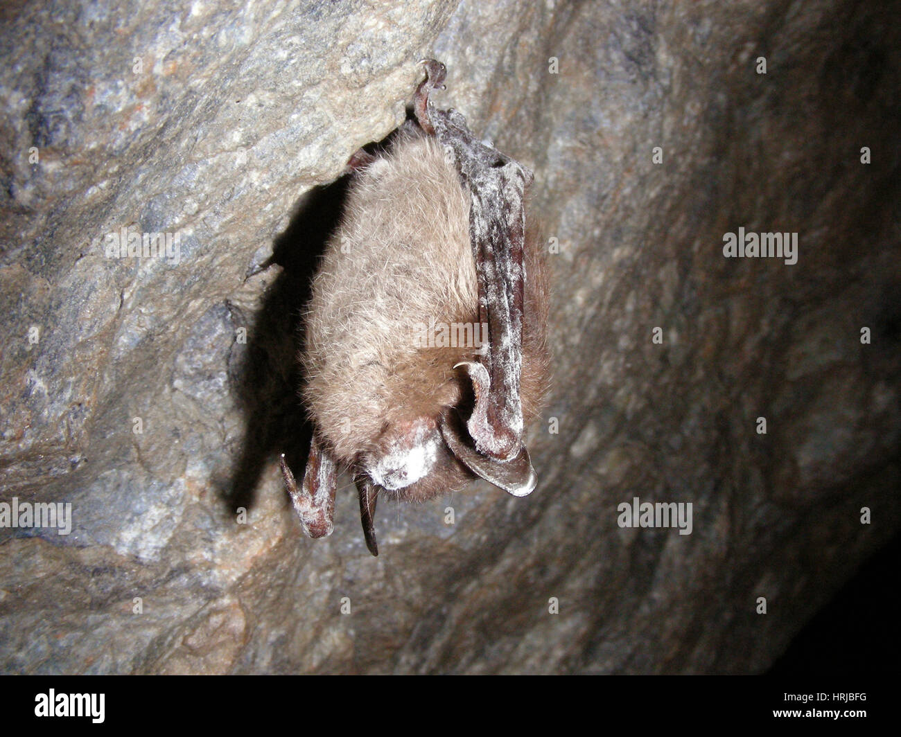 Little brown bat myotis lucifugus hi-res stock photography and images ...