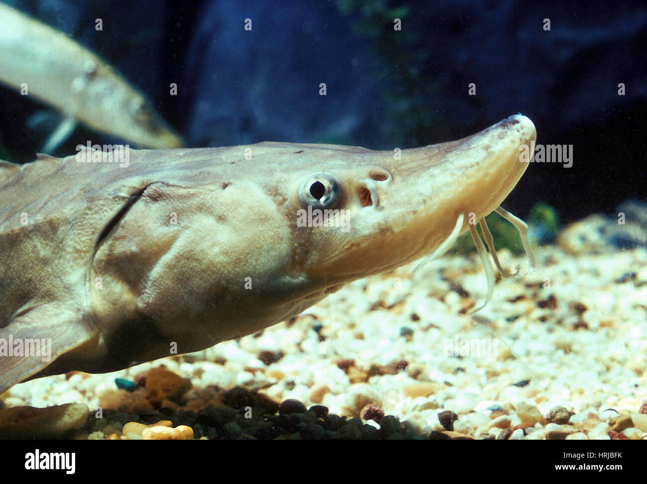 Anadromous species hi-res stock photography and images - Alamy