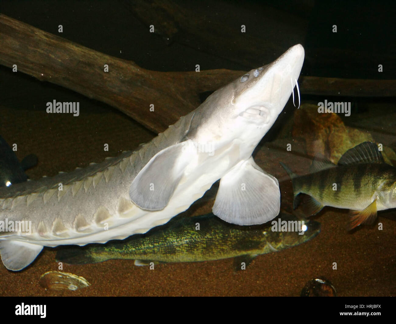 Acipenseriformes hi-res stock photography and images - Alamy