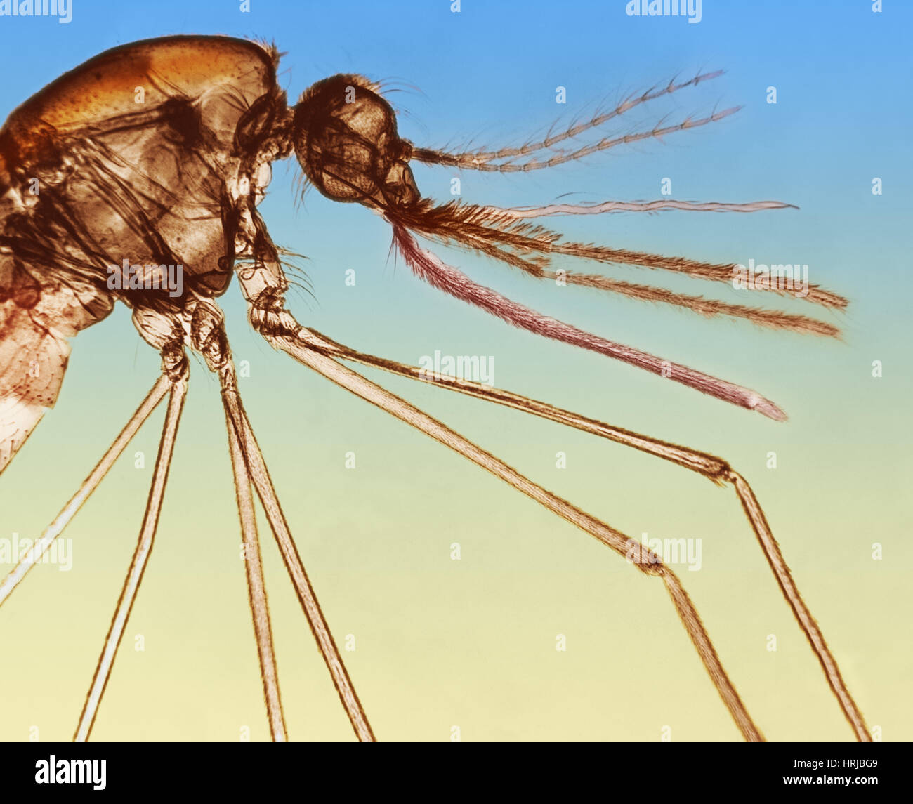 Anopheles hi-res stock photography and images - Alamy