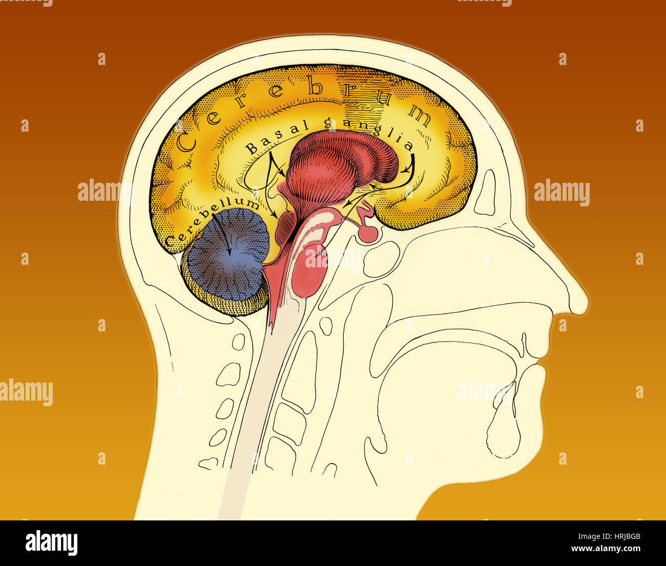 Brain cross section drawing hi-res stock photography and images - Alamy