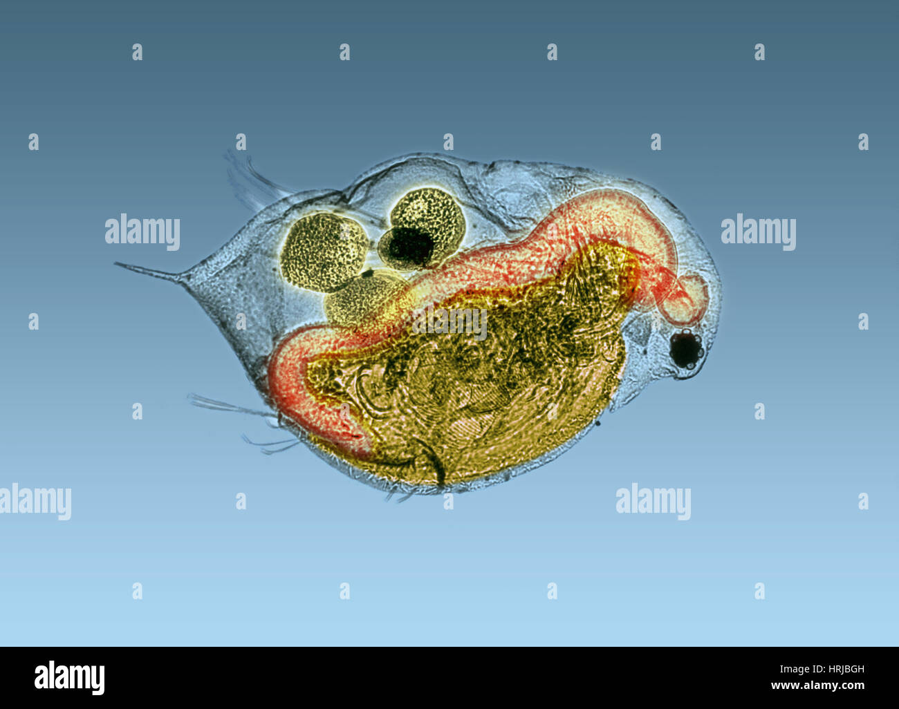 Daphniidae hi-res stock photography and images - Alamy
