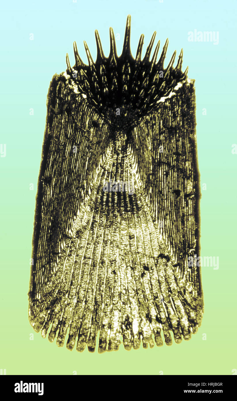 Microscope fish scales hi-res stock photography and images - Alamy