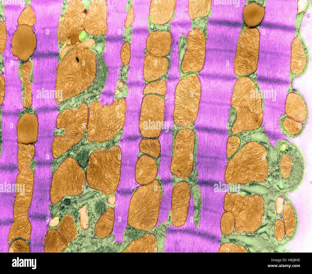 Cardiac muscle micrograph hi-res stock photography and images - Alamy