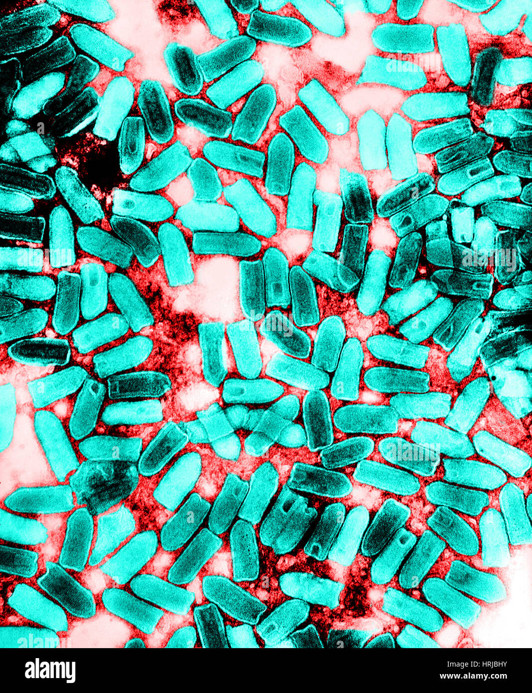 Vesicular High Resolution Stock Photography and Images - Alamy