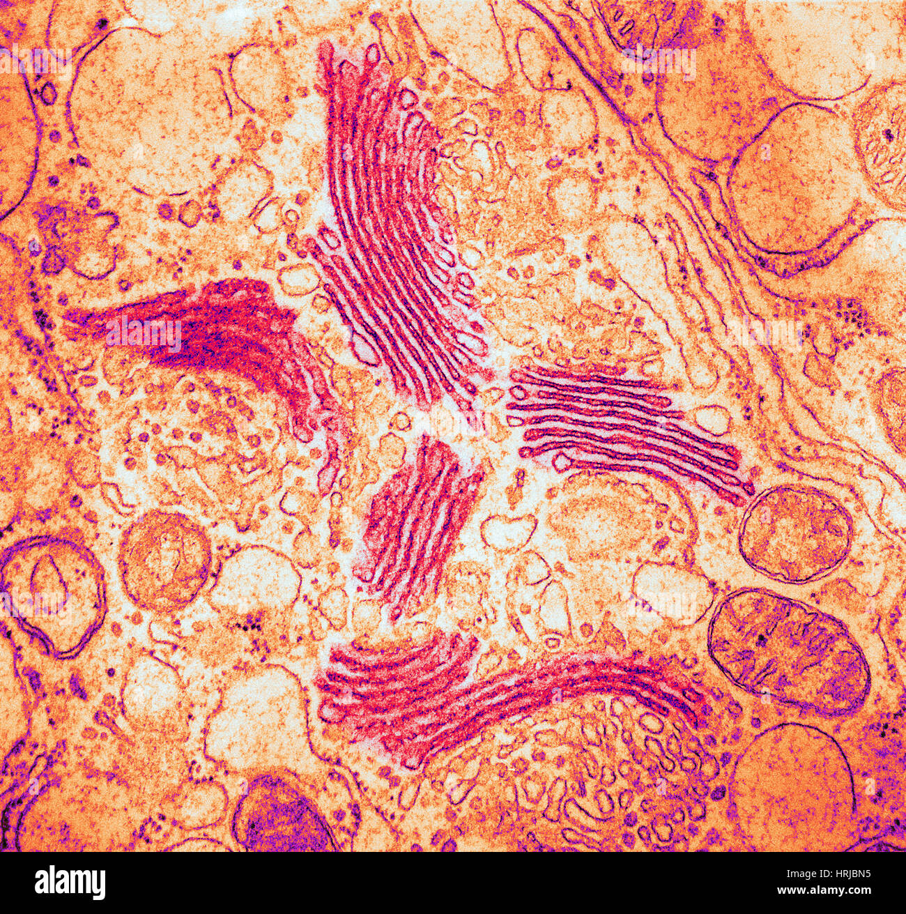 Golgi apparatus tem hi-res stock photography and images - Alamy