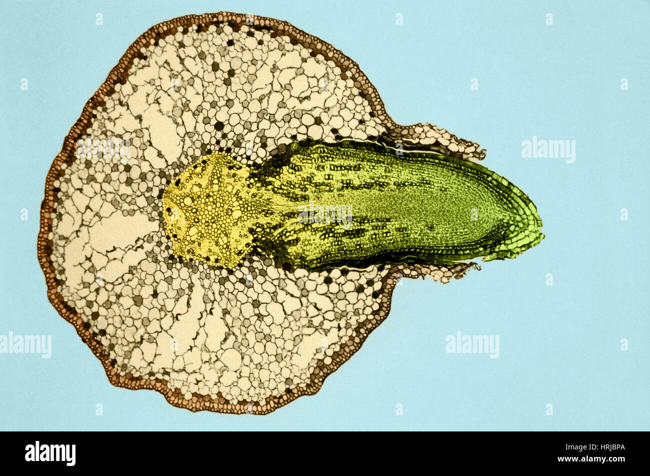 Stele botany hi-res stock photography and images - Alamy