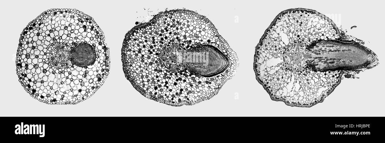 Willow photo Black and White Stock Photos & Images - Alamy