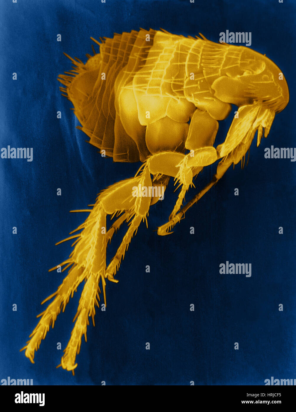 Enhanced scanning electron microscopy hi-res stock photography and ...