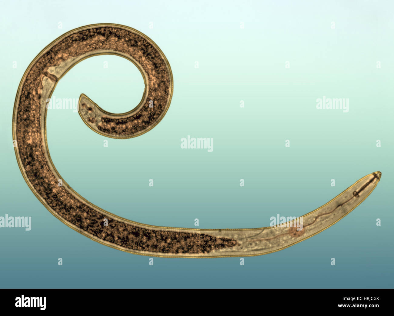 Microzoology hi-res stock photography and images - Alamy
