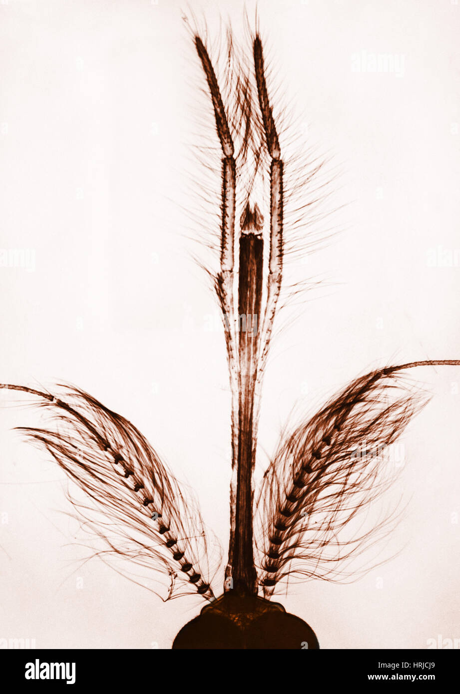 Male Mosquito Proboscis Stock Photo - Alamy