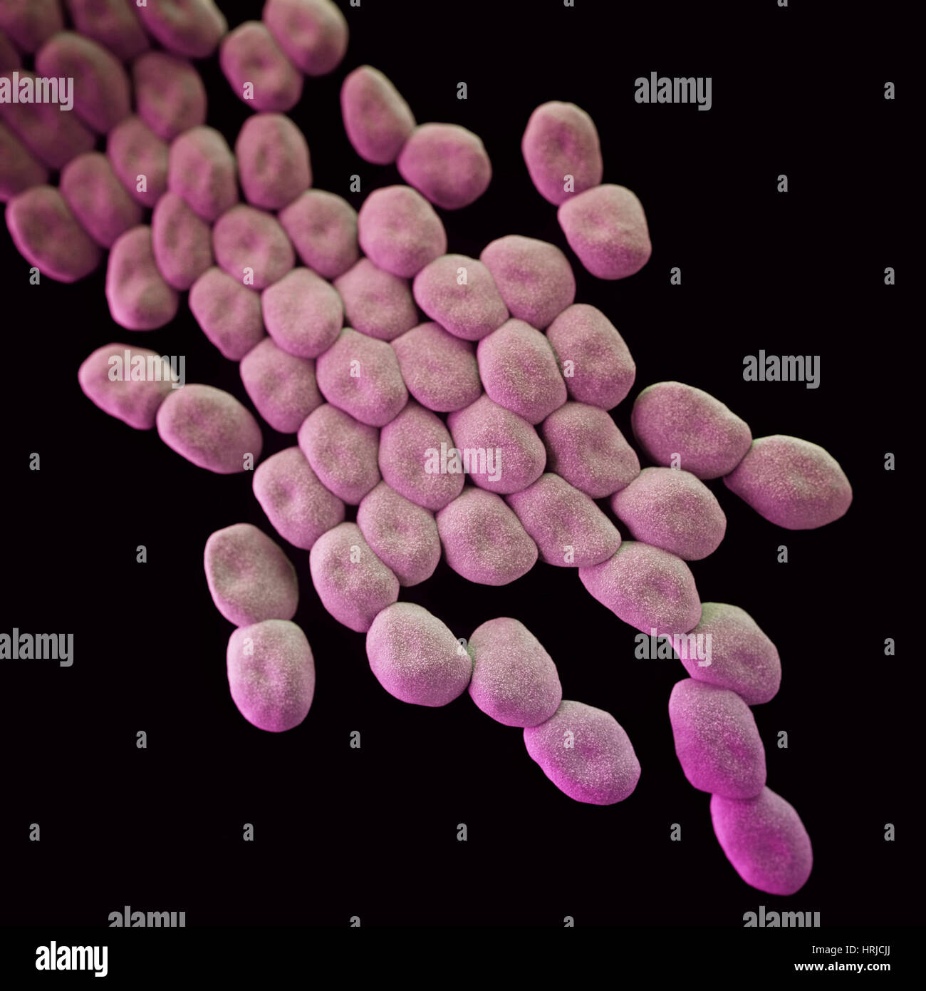 Multidrug-Resistant Acinetobacter Stock Photo - Alamy Multidrug-Resistant Acinetobacter Stock Photo - Alamy