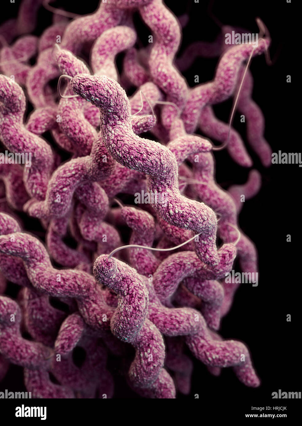 Campylobacter bacteria hi-res stock photography and images - Alamy