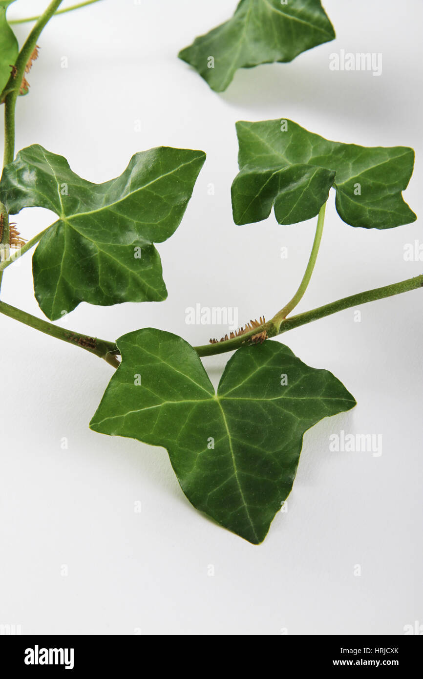 Stem of ivy plant hi-res stock photography and images - Alamy