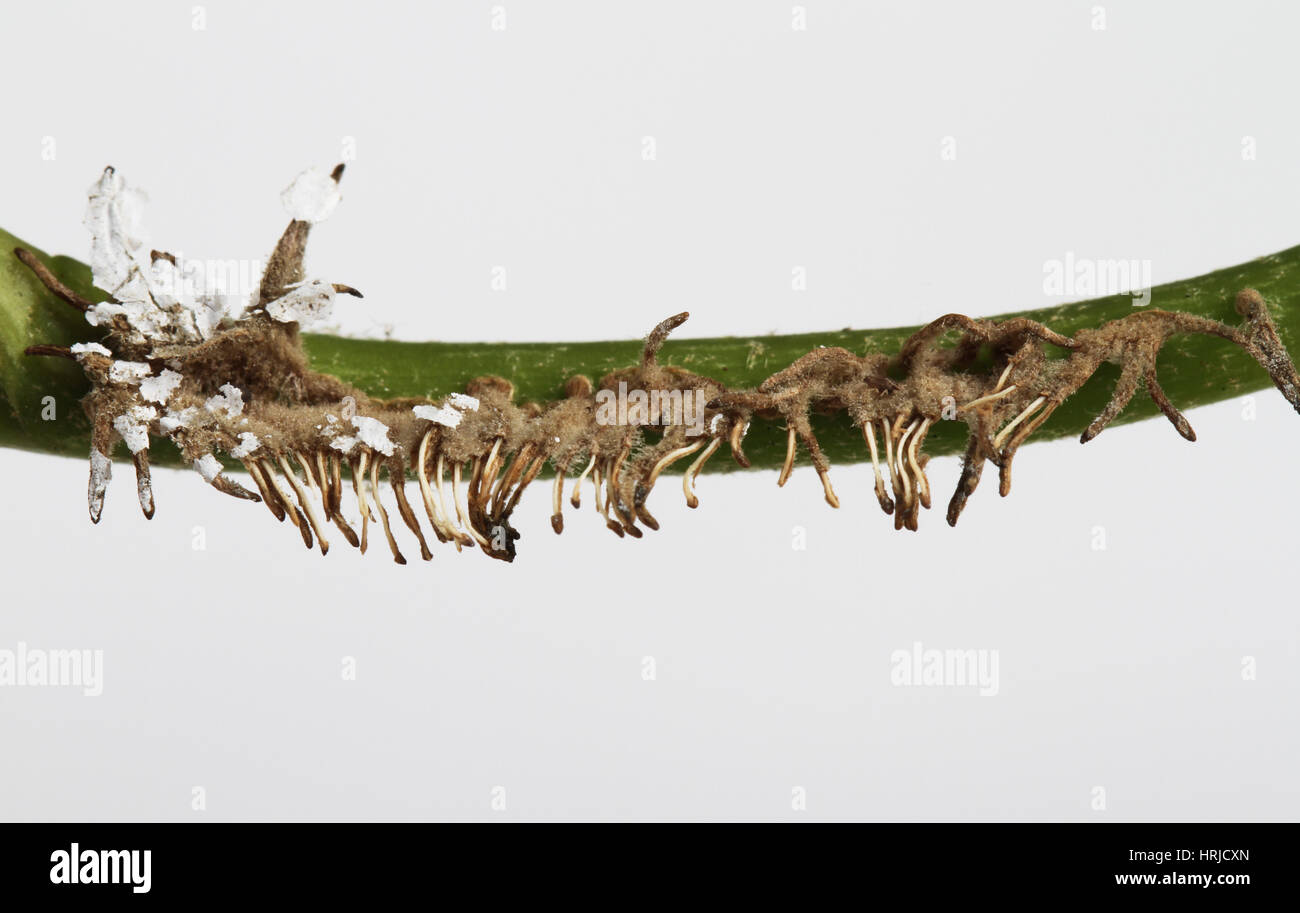 Aerial Rootlets of an Ivy Stock Photo - Alamy