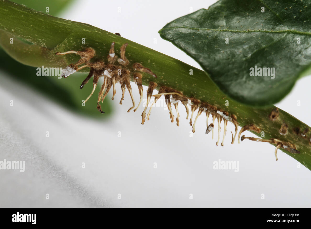 Aerial Rootlets of an Ivy Stock Photo - Alamy