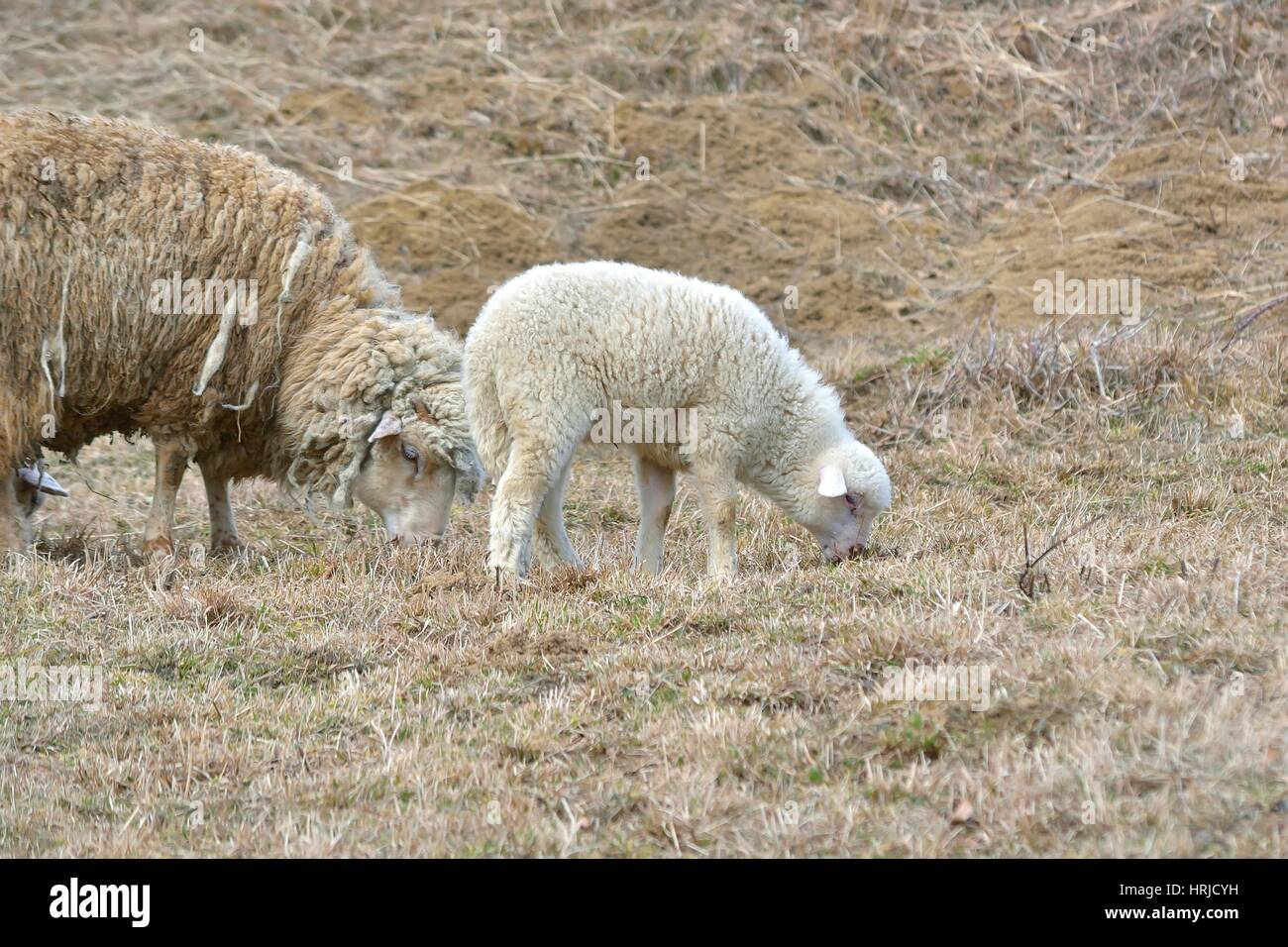 White suffolk lamb hi-res stock photography and images - Alamy