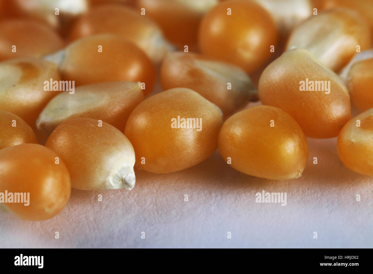 Zea mays everta hi-res stock photography and images - Alamy