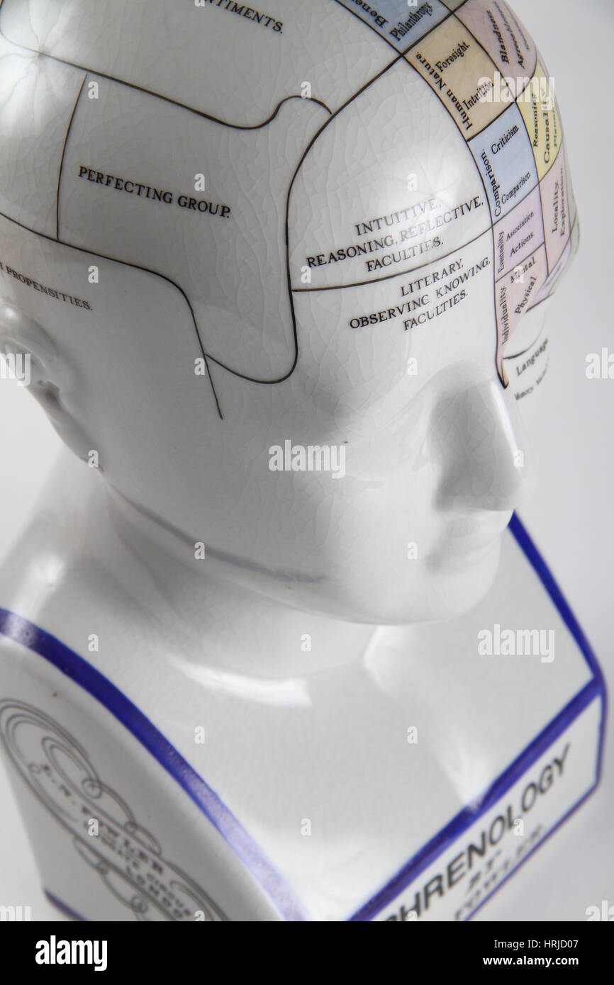 Phrenology diagram brain hi-res stock photography and images - Alamy