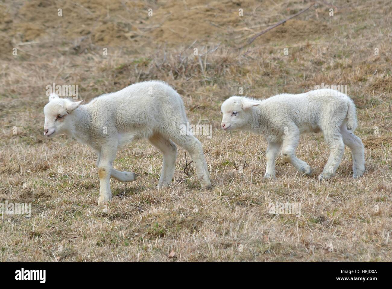 White suffolk lamb hi-res stock photography and images - Alamy