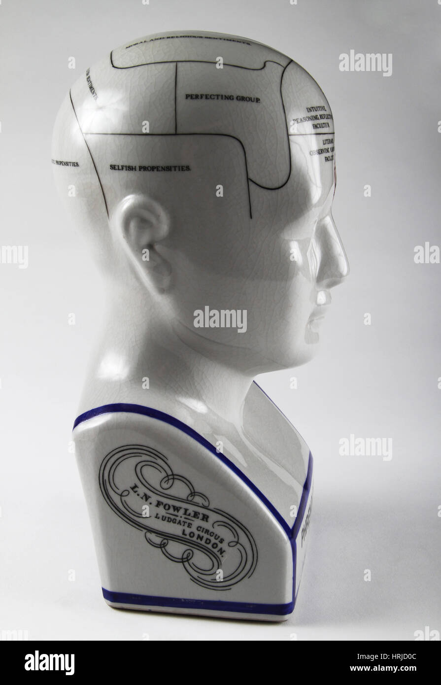 Phrenological model hi-res stock photography and images - Alamy
